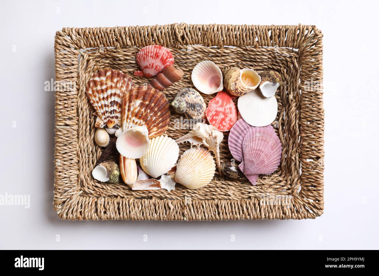 Set of different sea shells isolated on white, top view. Montessori toy ...