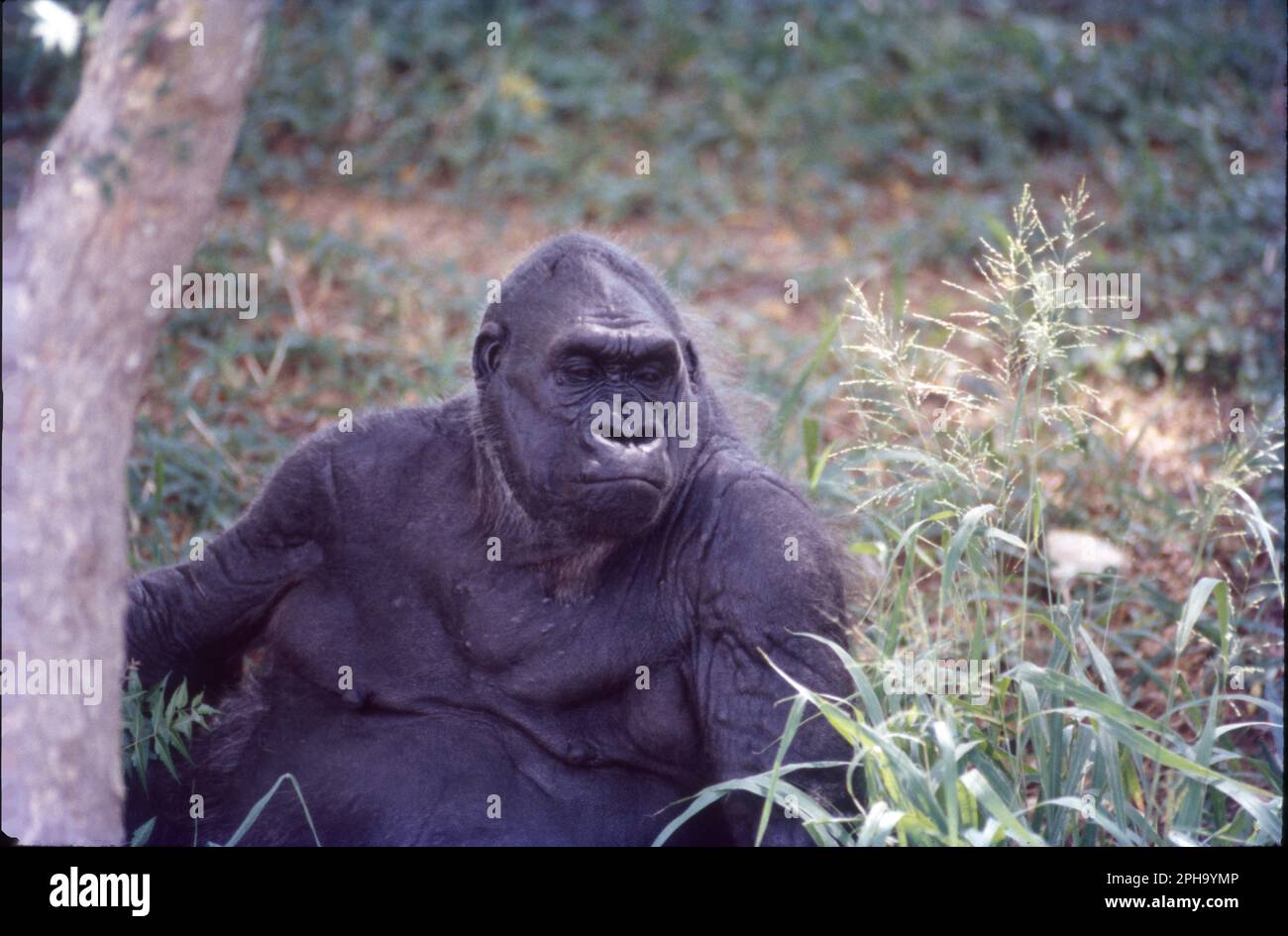 The chimpanzee also known as simply the chimp, is a species of great ...