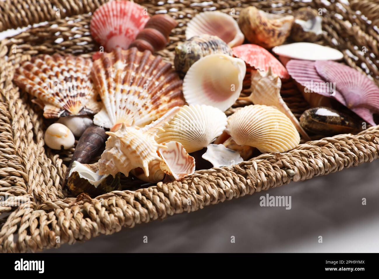 Set of different sea shells on white background, closeup. Montessori ...