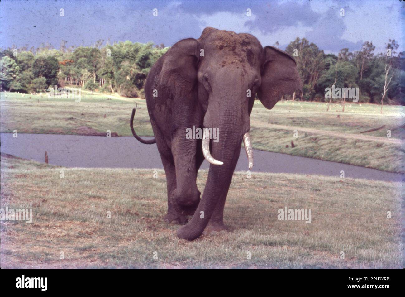 The Indian elephant is one of four extant recognised subspecies of the ...