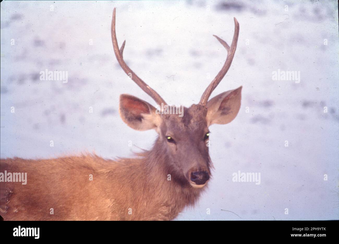 The blackbuck, also known as the Indian antelope, is an antelope native ...