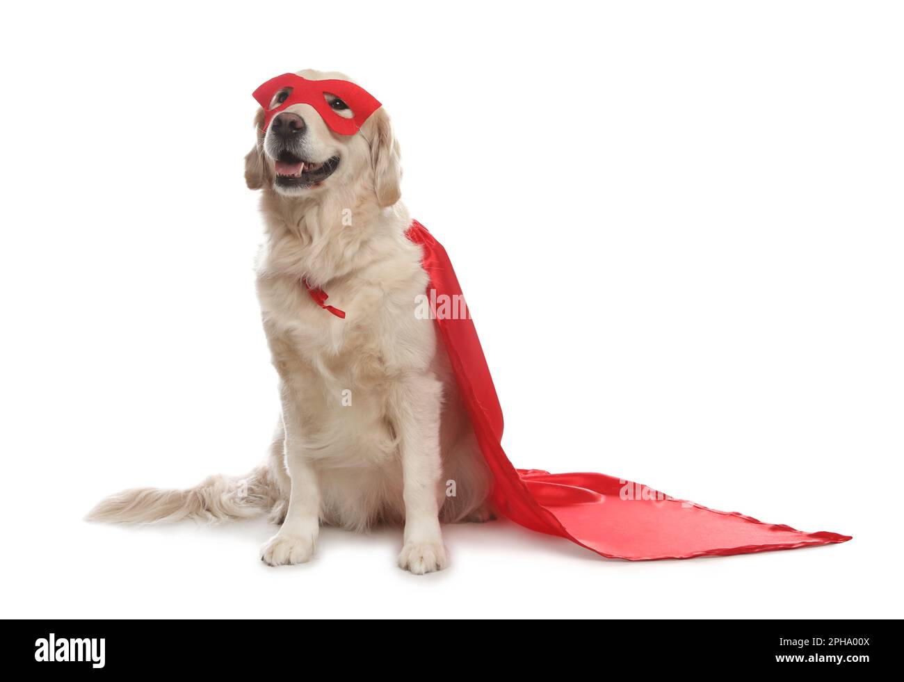 Adorable dog in red superhero cape and mask on white background Stock ...