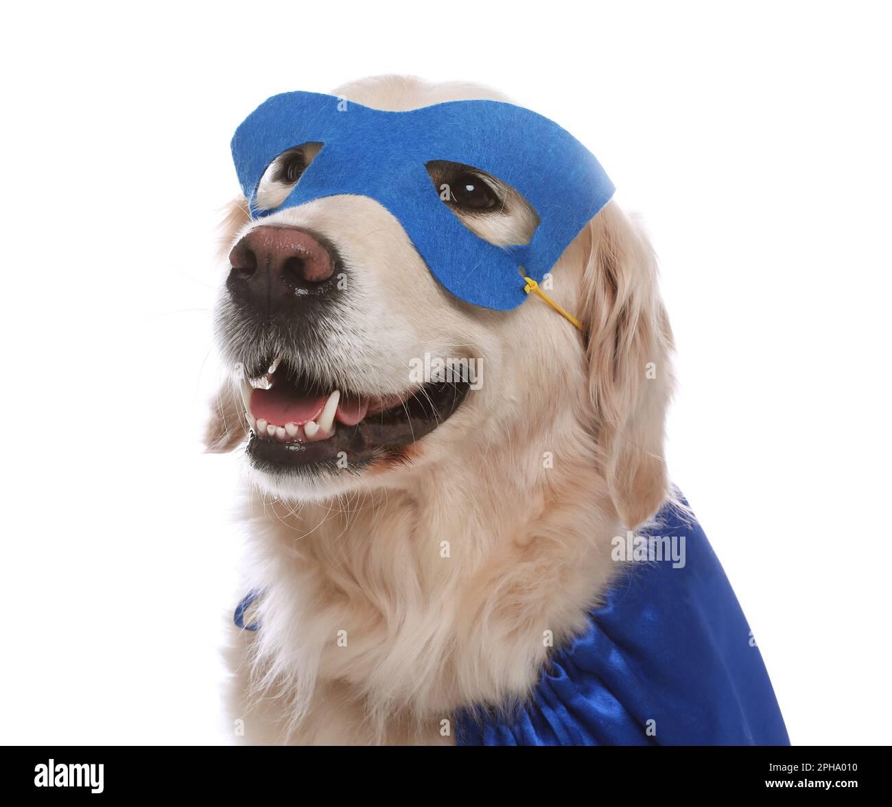 Adorable dog in blue superhero cape and mask on white background Stock ...