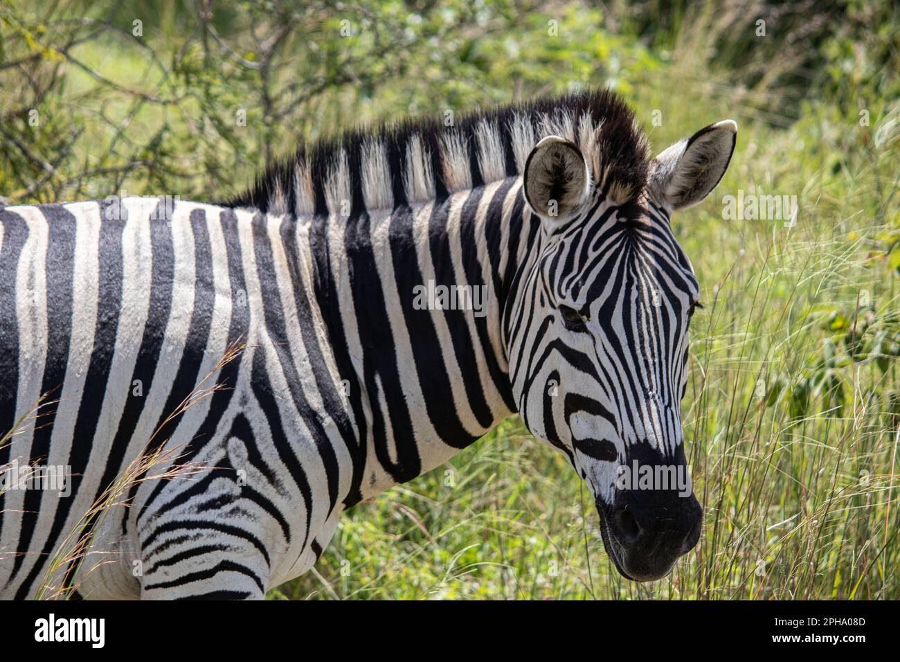 Zebra in her natural habitat in Imire Rhino and Wildlife Conservancy ...