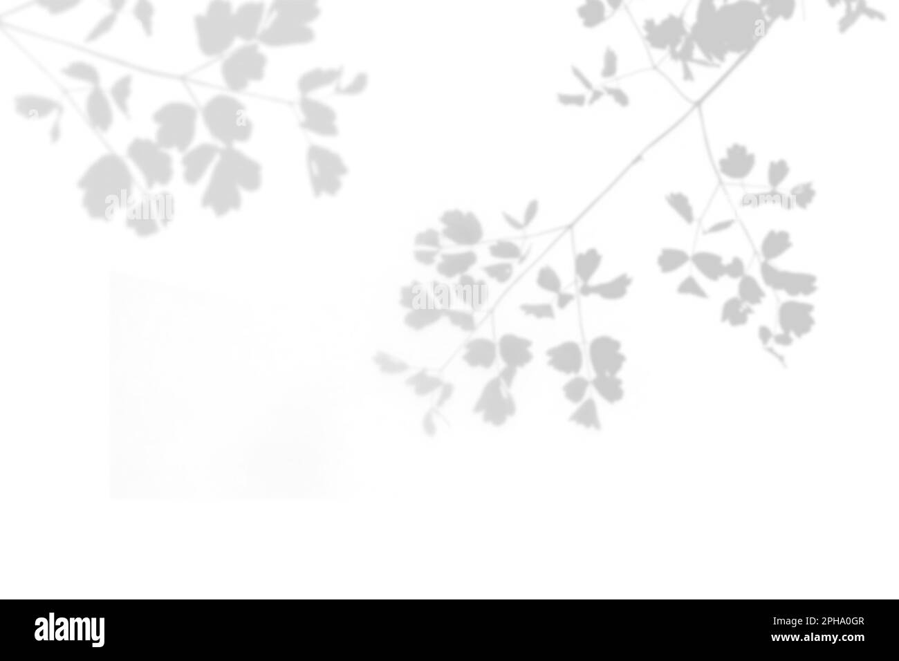 The shadow of an exotic wild plant on a white wall. 2 twigs with leaves ...