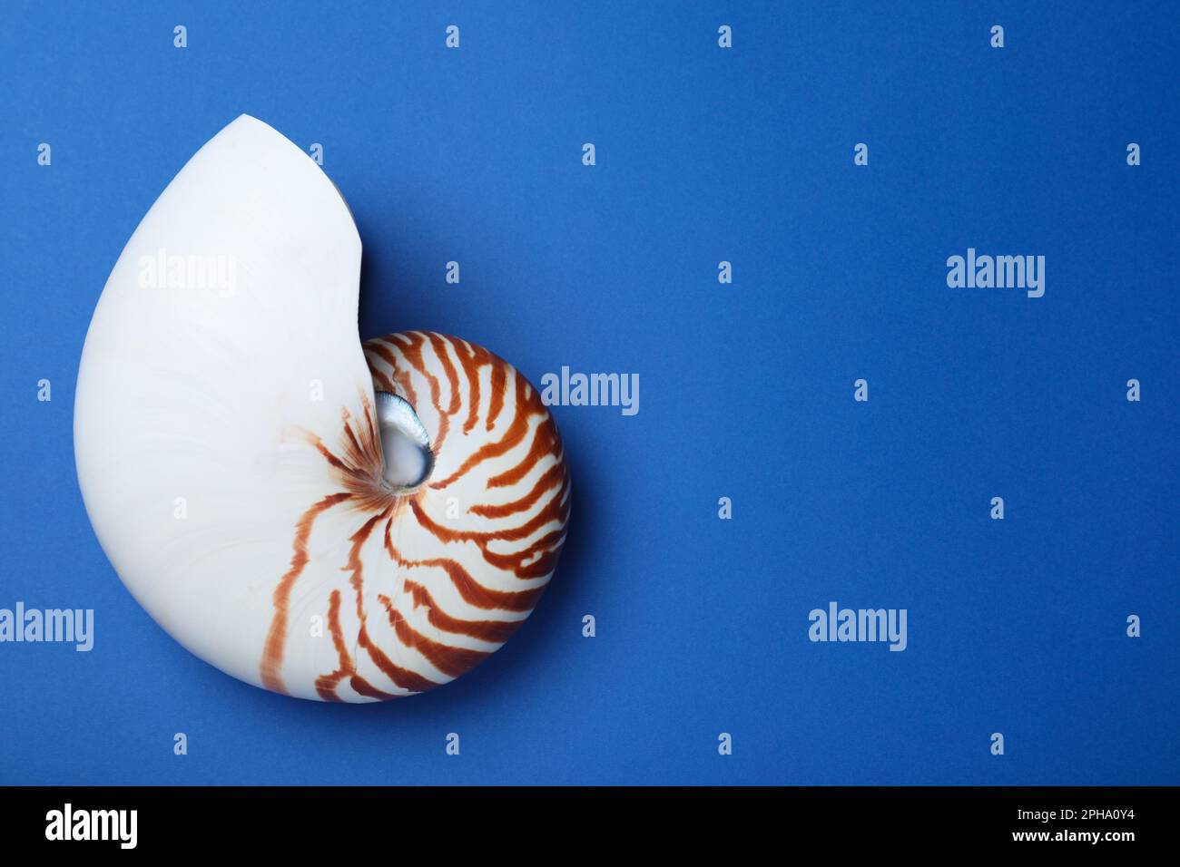 Nautilus shell on blue background, top view. Space for text Stock Photo ...