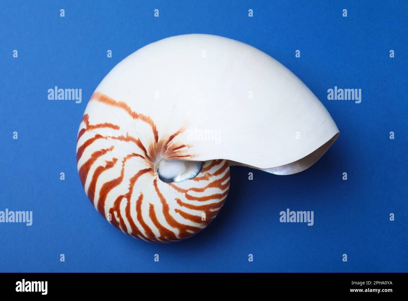 Nautilus shell on blue background, top view Stock Photo - Alamy