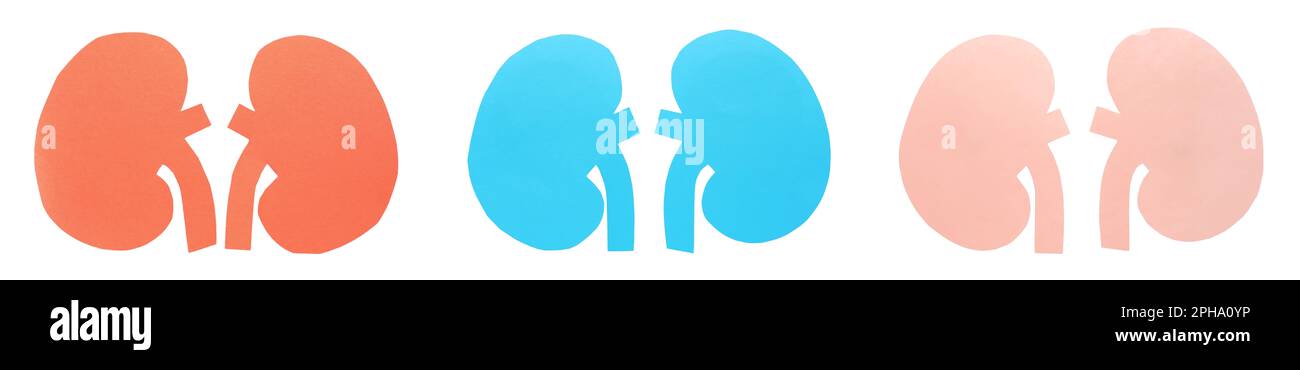 Set with paper cutouts of kidneys on white background, top view. Banner ...