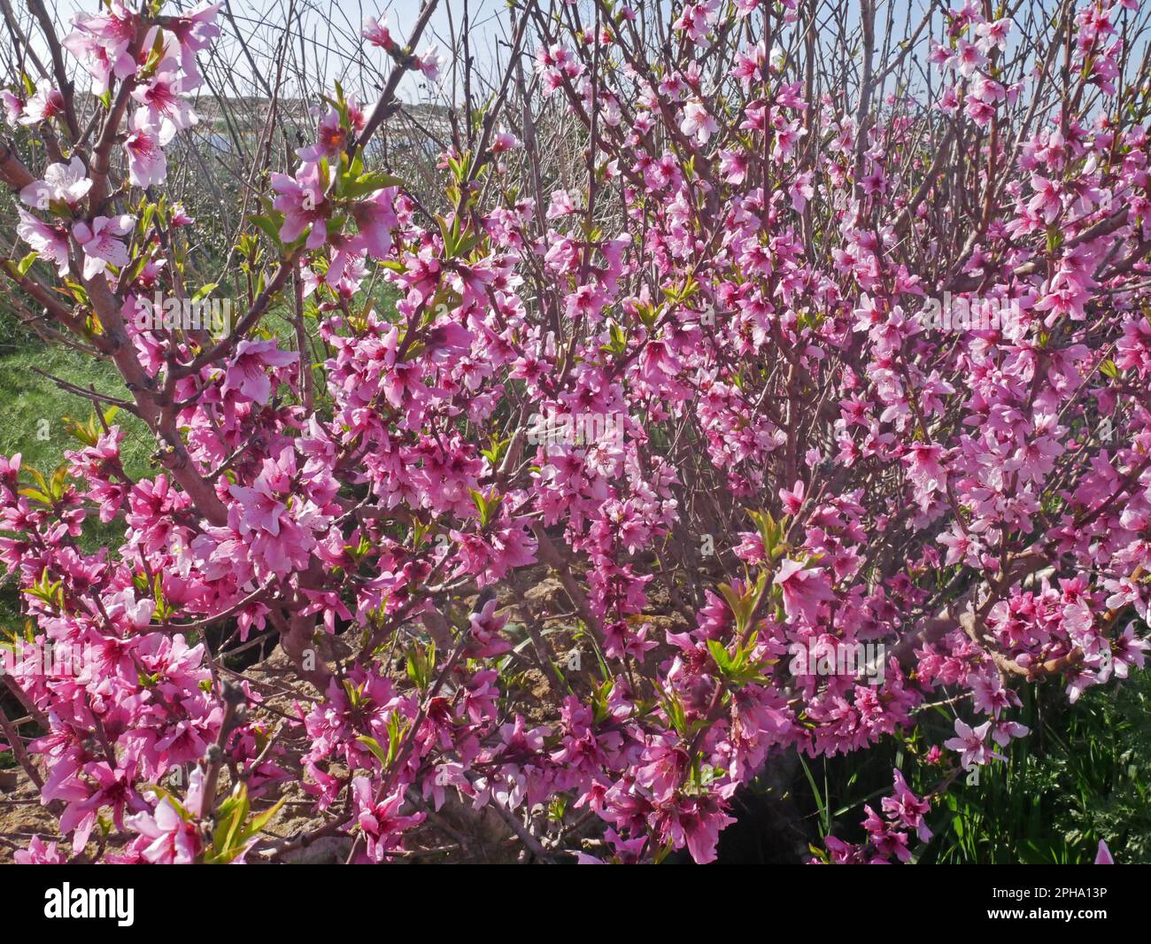 Peach tree italy hi-res stock photography and images - Alamy