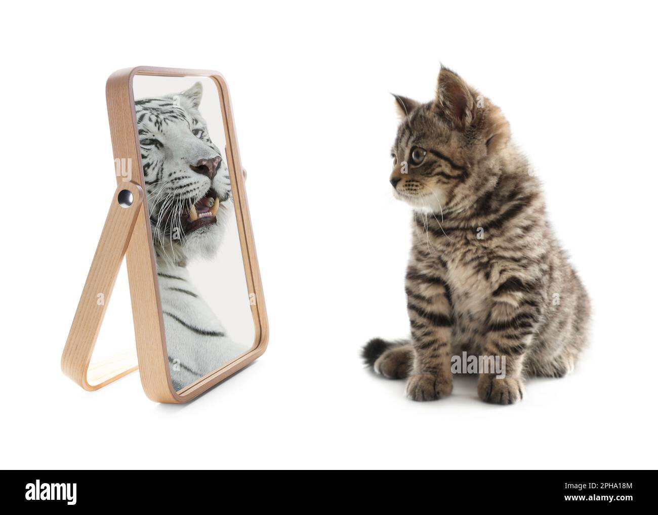 Cute cat looks like tiger into reflection of mirror on white background ...