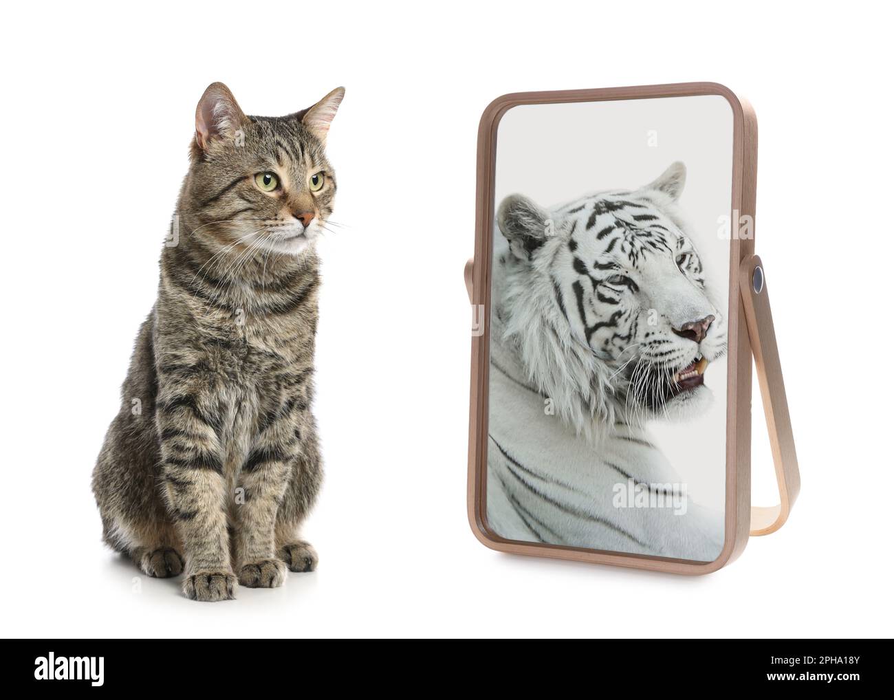 Cute cat looks like tiger into reflection of mirror on white background ...