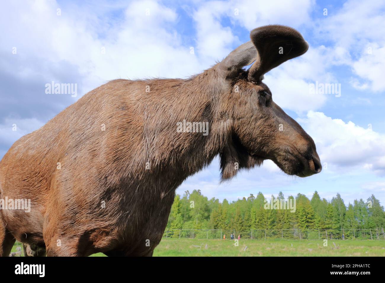 Bull elk finland forest hi-res stock photography and images - Alamy