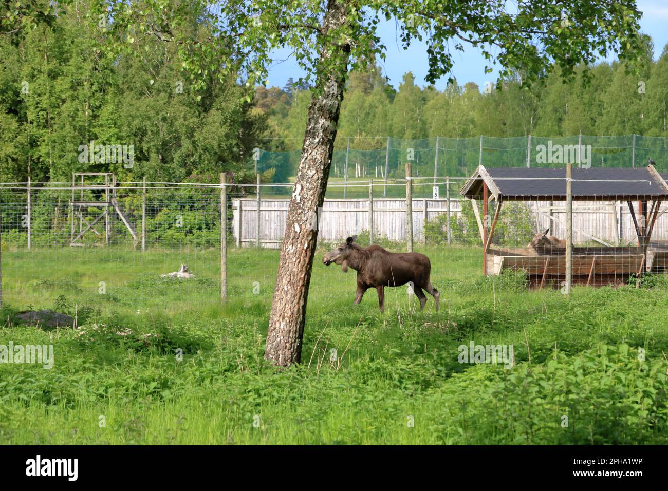 European Moose, Alces alces, also known as the elk. Wild life animal in ...