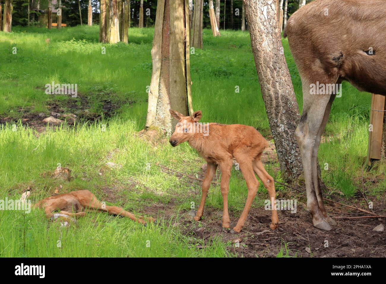 European Moose Calf, Alces alces, also known as the elk, in Sweden ...