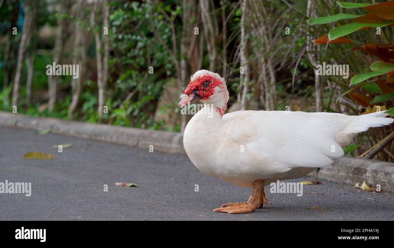 Beautiful duck in white plumage with a red head and nose stands on the ...