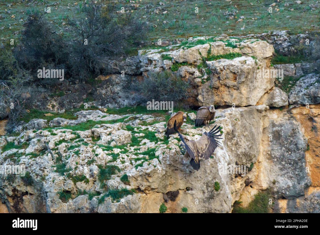 Griffon Vultures nesting in granite rock gullies Stock Photo - Alamy