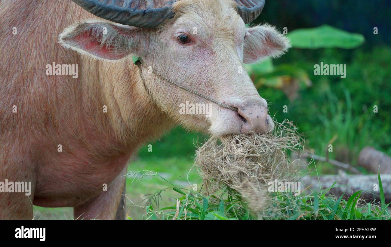 Large big bull slowly eats hay with pleasure on the territory of a ...