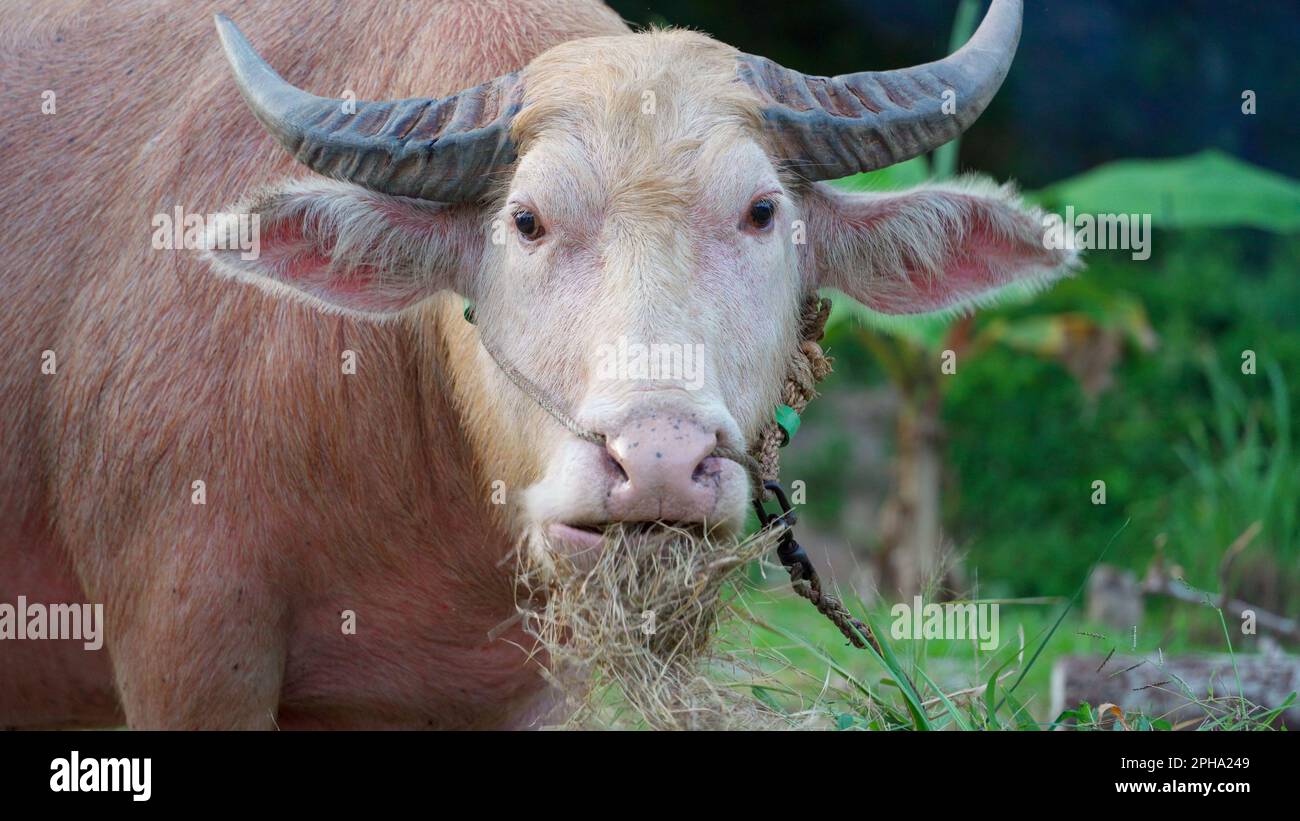 Red bull with long, sloping beautiful horns carefully chews dry hay in ...