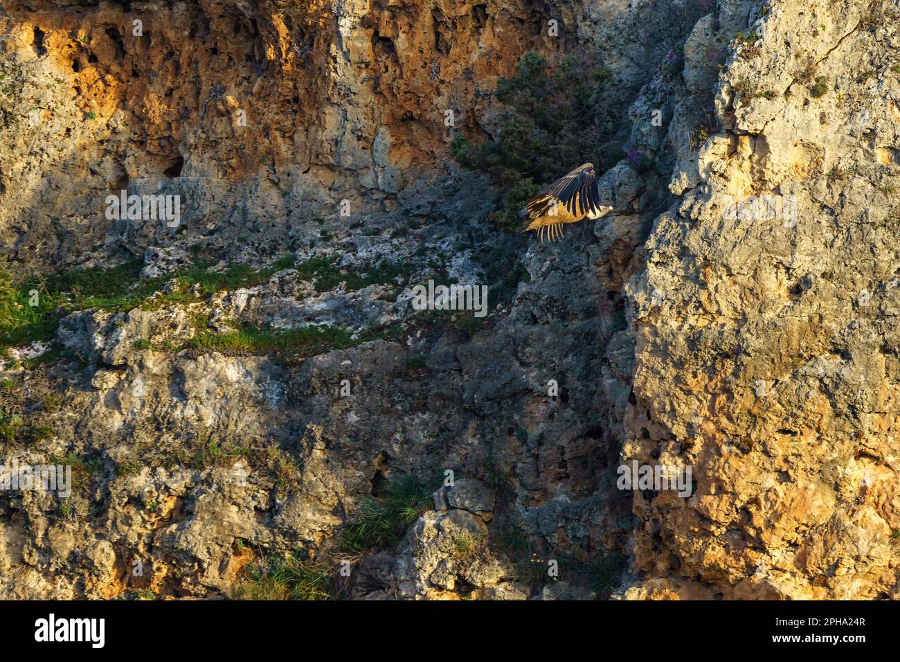 Griffon Vultures nesting in granite rock gullies Stock Photo - Alamy