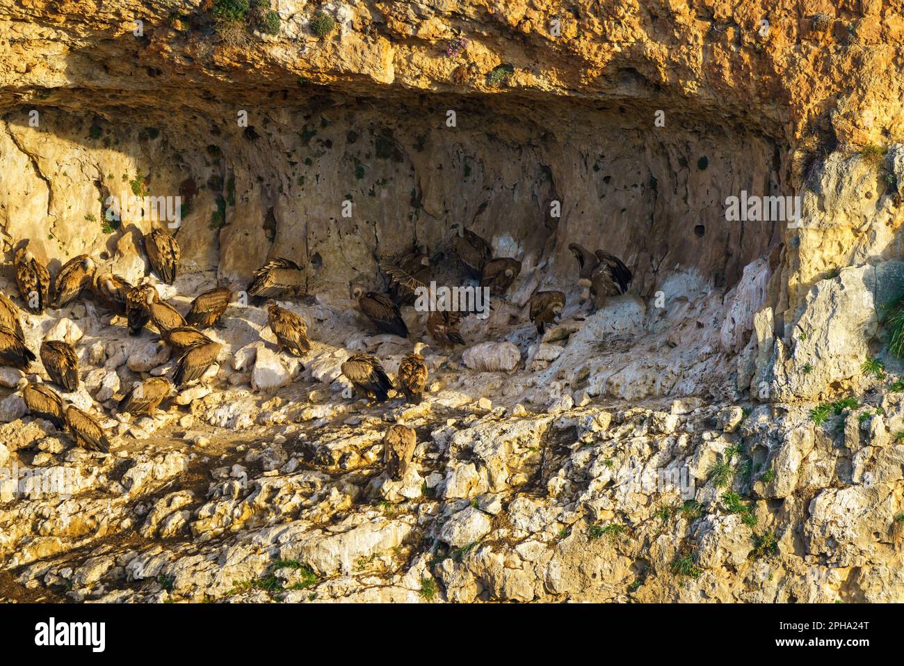 Griffon Vultures nesting in granite rock gullies Stock Photo - Alamy