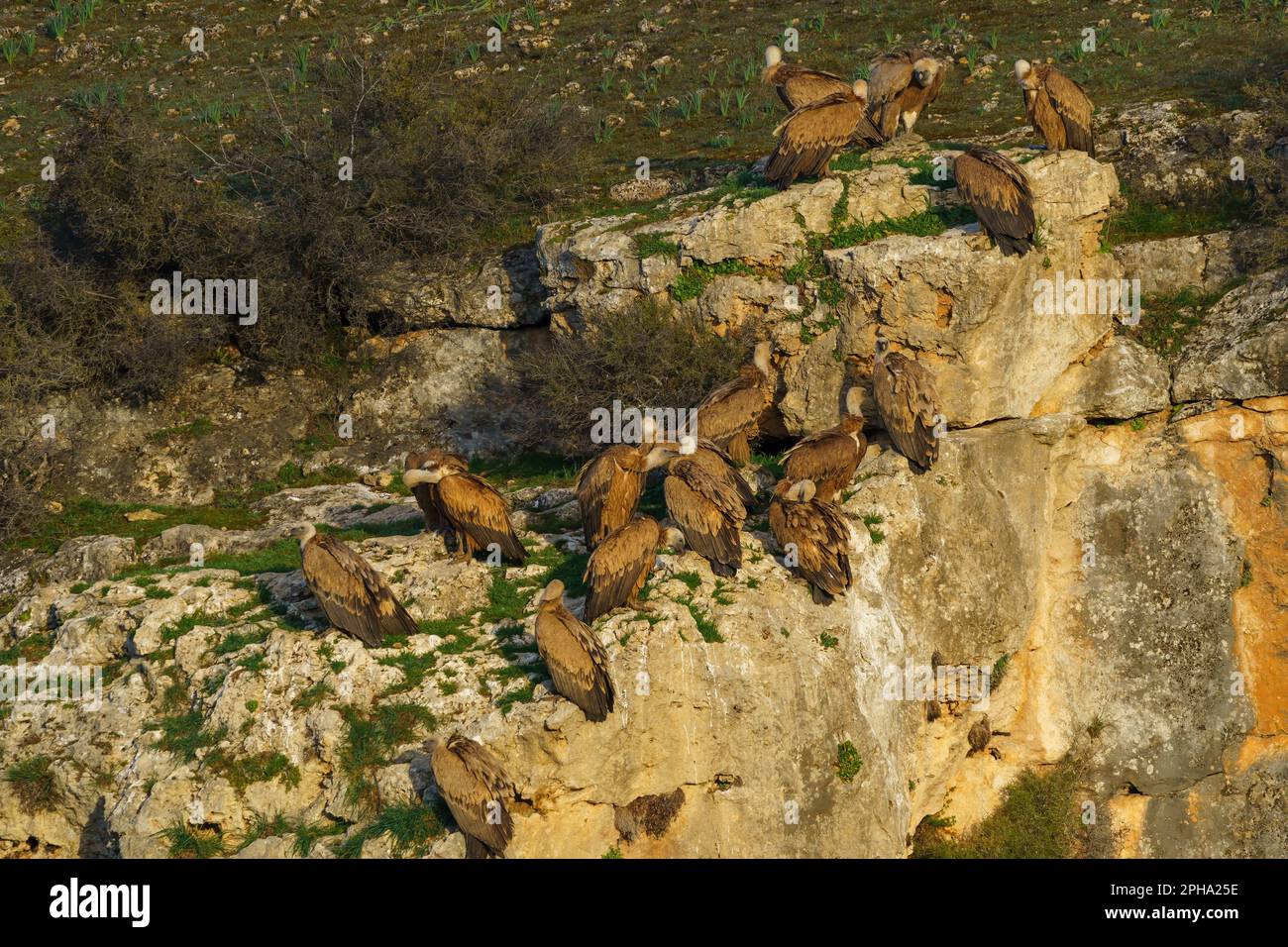 Griffon Vultures nesting in granite rock gullies Stock Photo - Alamy