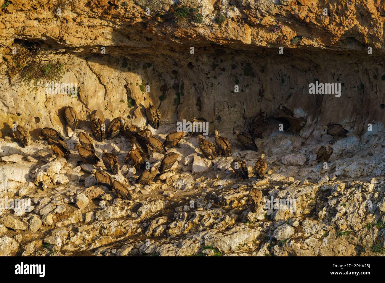 Griffon Vultures nesting in granite rock gullies Stock Photo - Alamy