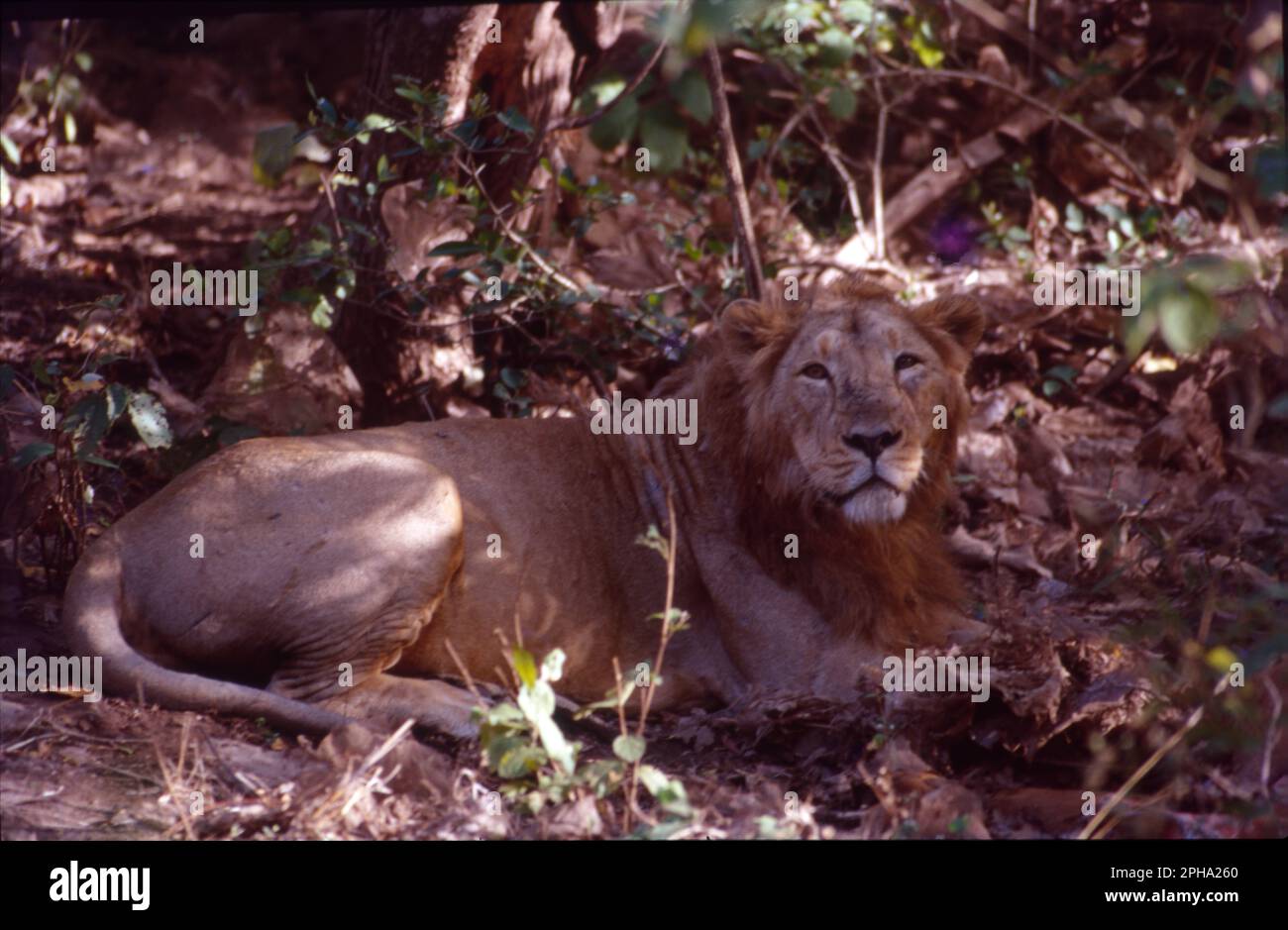 The Asiatic lion, also known as the Persian lion, is a population of ...