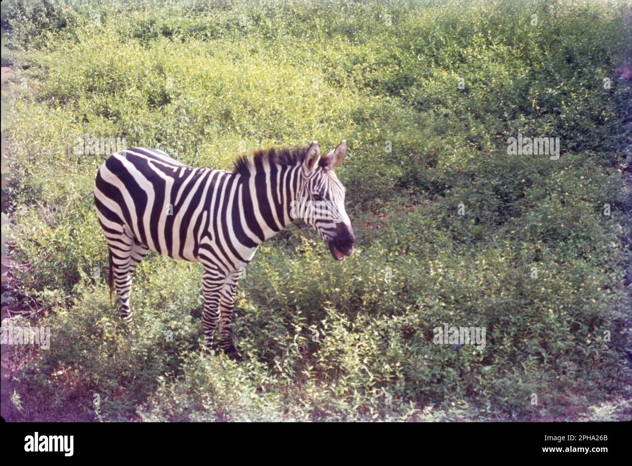 Zebras are African equines with distinctive black-and-white striped ...