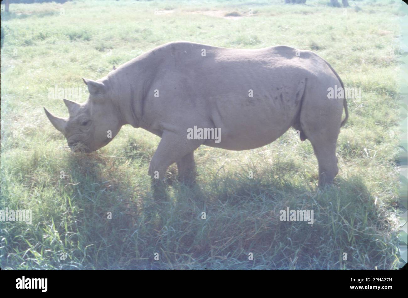 A rhinoceros, commonly abbreviated to rhino, is a member of any of the ...