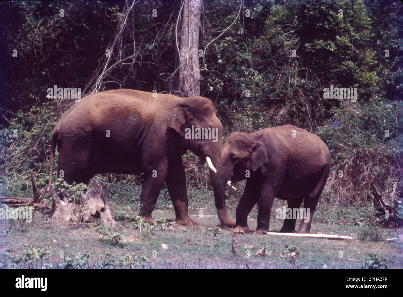 The Indian elephant is one of four extant recognised subspecies of the ...