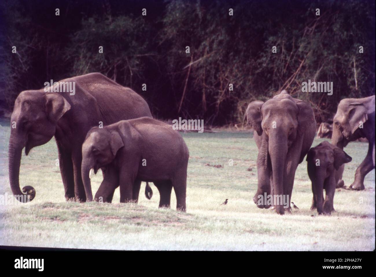 The Indian elephant is one of four extant recognised subspecies of the ...