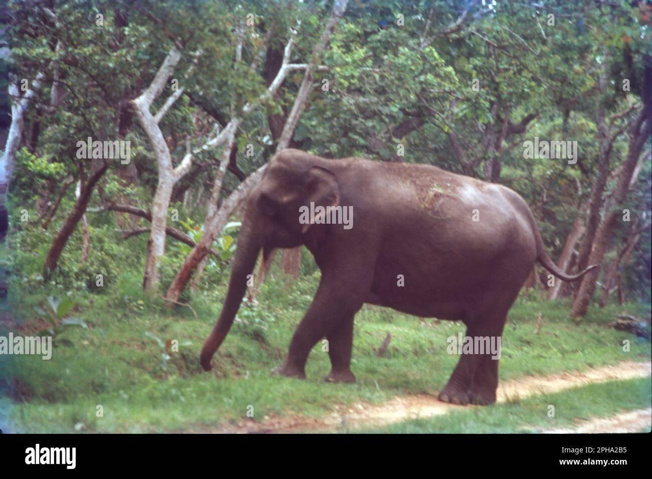 The Indian elephant is one of four extant recognised subspecies of the ...