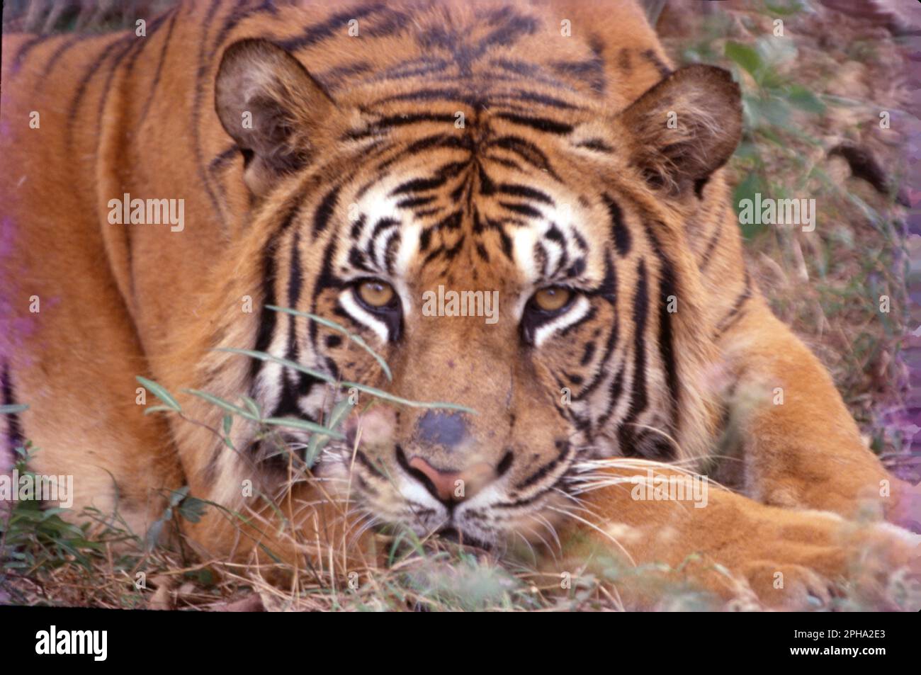 Tigers in India constitute more than 70% of the global population of ...