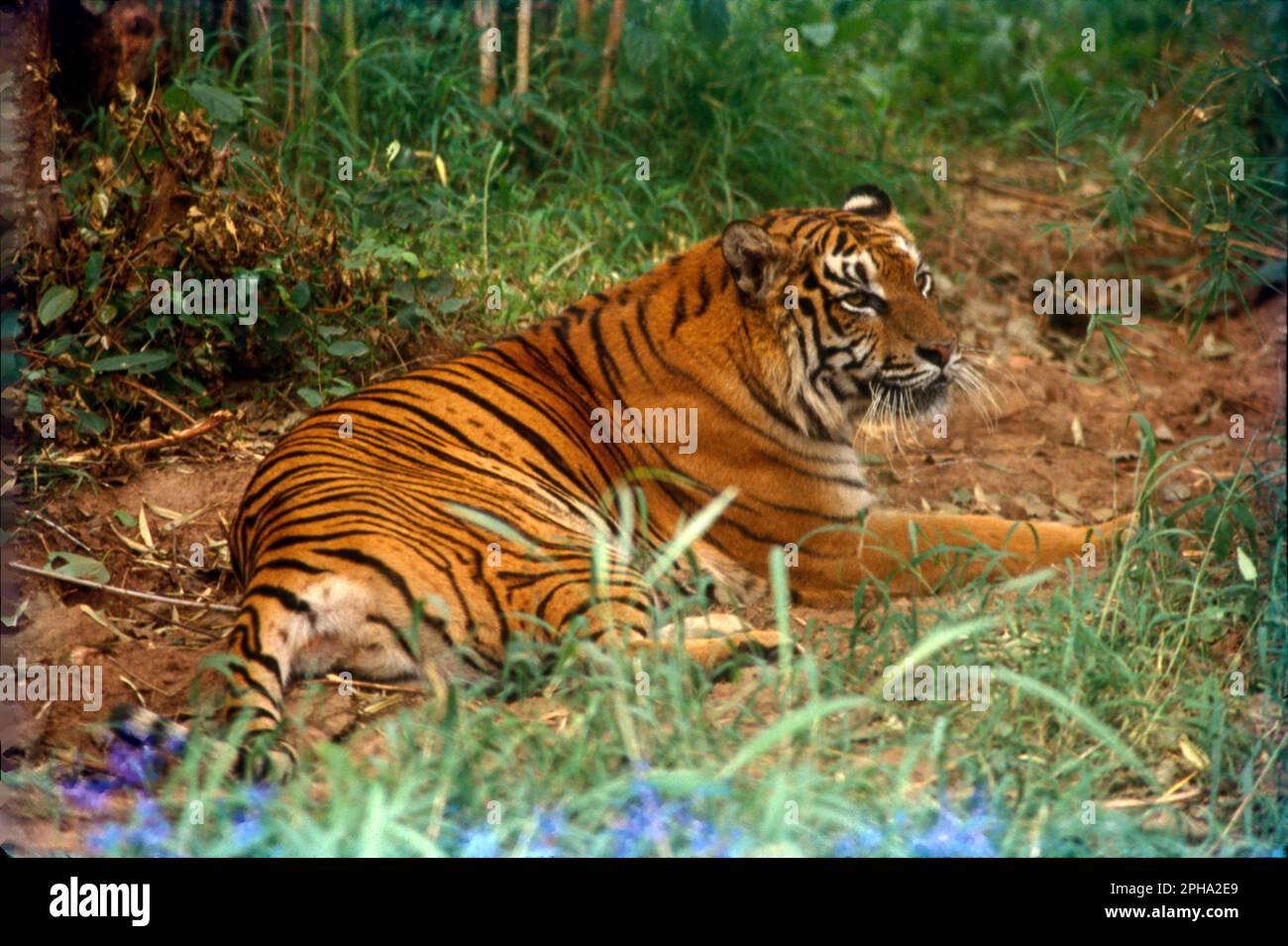 Tigers in India constitute more than 70% of the global population of ...