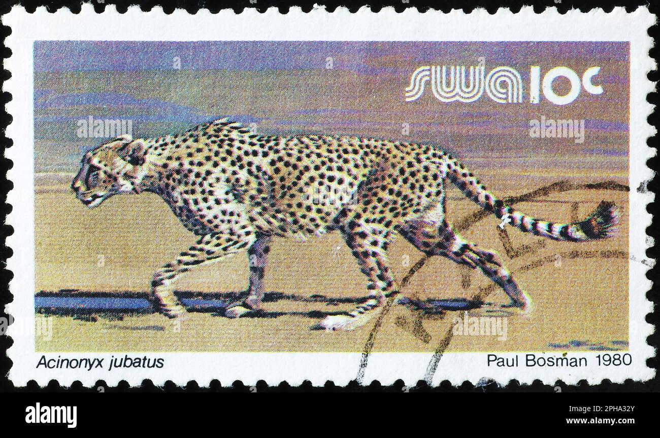 Cheetah on south african postage stamp Stock Photo - Alamy