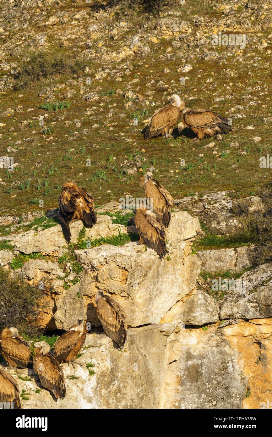 Griffon Vultures nesting in granite rock gullies Stock Photo - Alamy