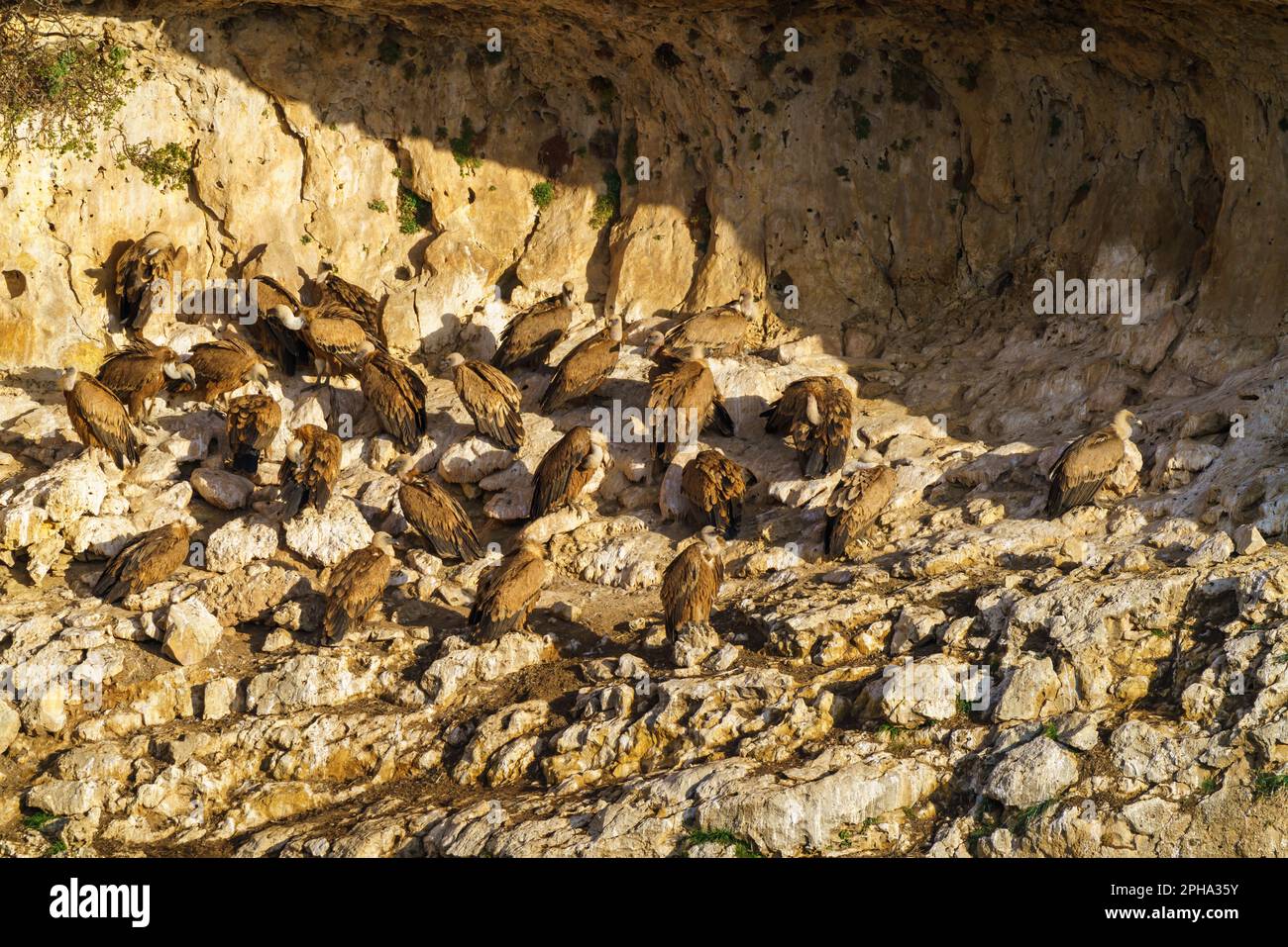 Griffon Vultures nesting in granite rock gullies Stock Photo - Alamy