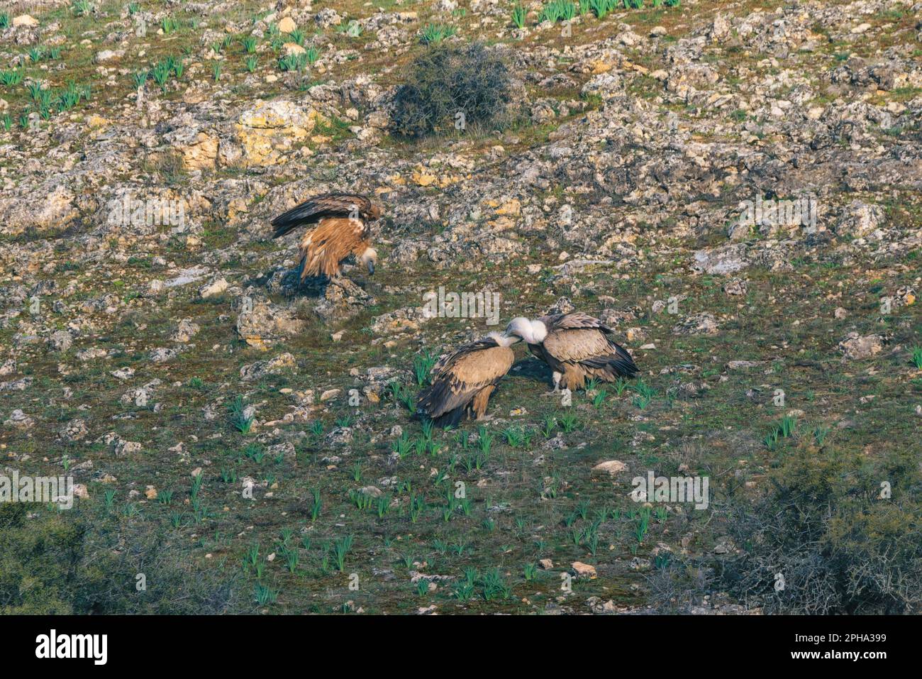 Griffon Vultures nesting in granite rock gullies Stock Photo - Alamy