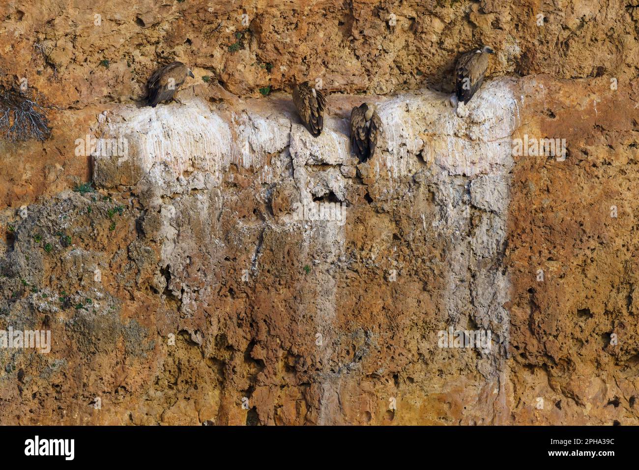 Griffon Vultures nesting in granite rock gullies Stock Photo - Alamy