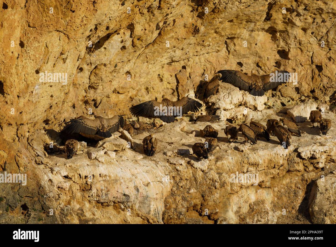 Group of griffon vultures in their nest with their wings open to shield ...
