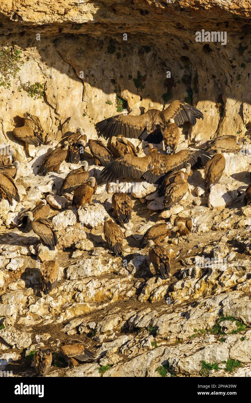 Griffon Vultures nesting in granite rock gullies Stock Photo - Alamy
