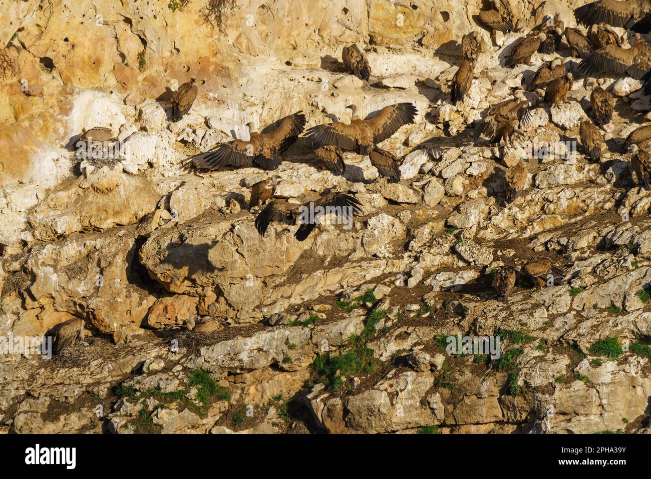 Griffon Vultures nesting in granite rock gullies Stock Photo - Alamy