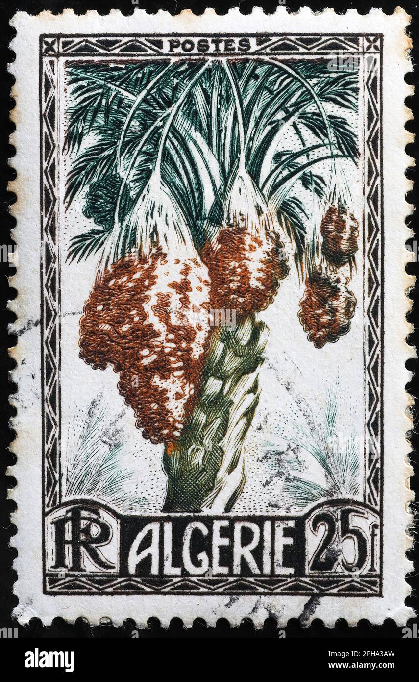 Dates on the palm in ancient algerian postage stamp Stock Photo - Alamy