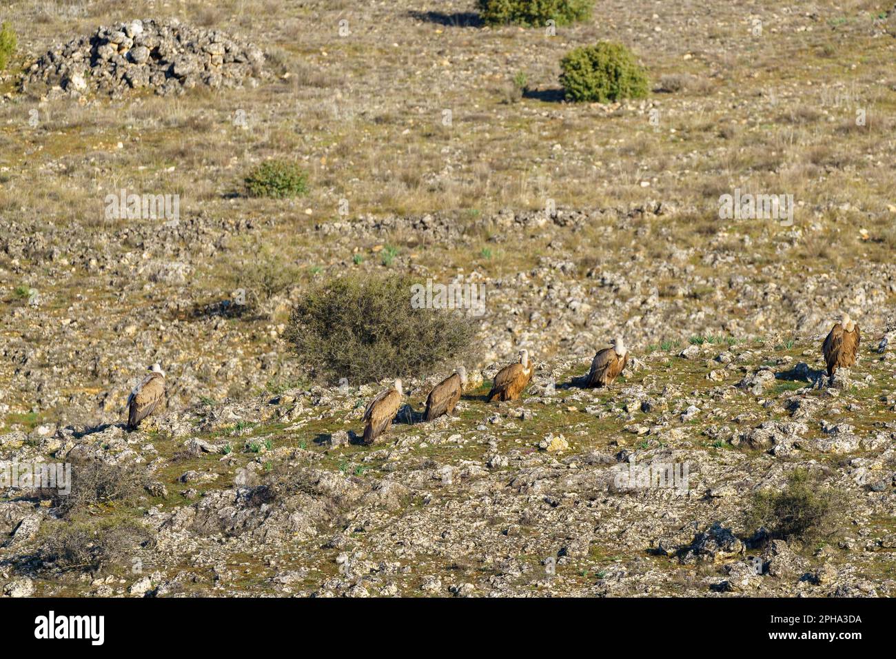 Griffon Vultures nesting in granite rock gullies Stock Photo - Alamy