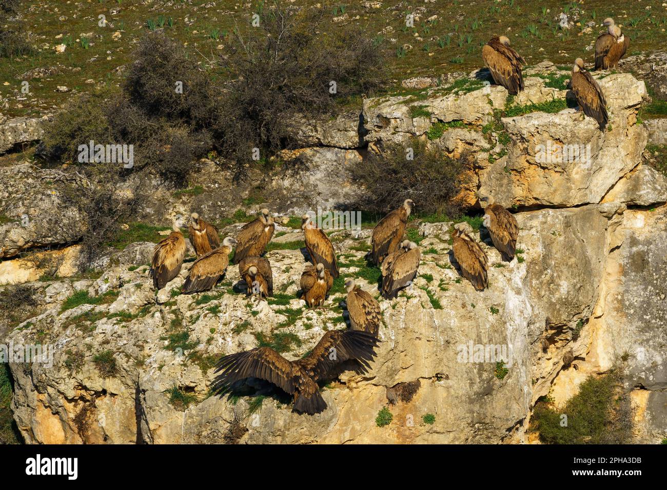 Griffon Vultures nesting in granite rock gullies Stock Photo - Alamy