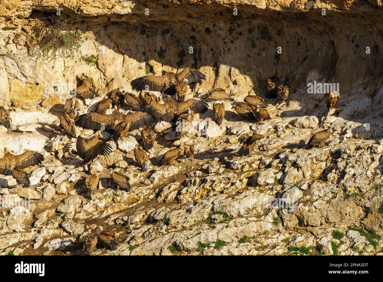 Griffon Vultures nesting in granite rock gullies Stock Photo - Alamy