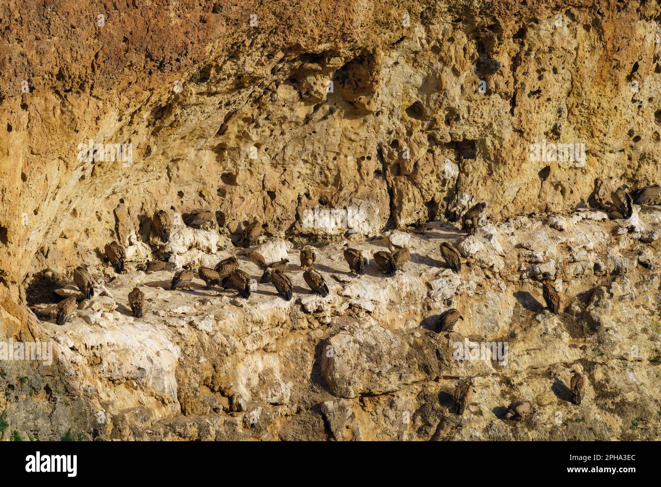 Griffon Vultures nesting in granite rock gullies Stock Photo - Alamy