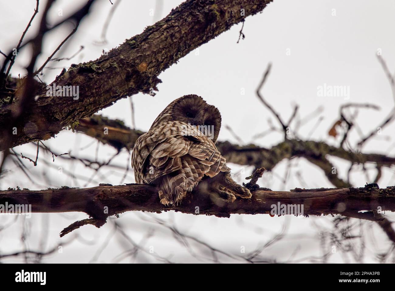 Bird of prey (Strix aluco) with a captured rabbit sits on a tree branch ...