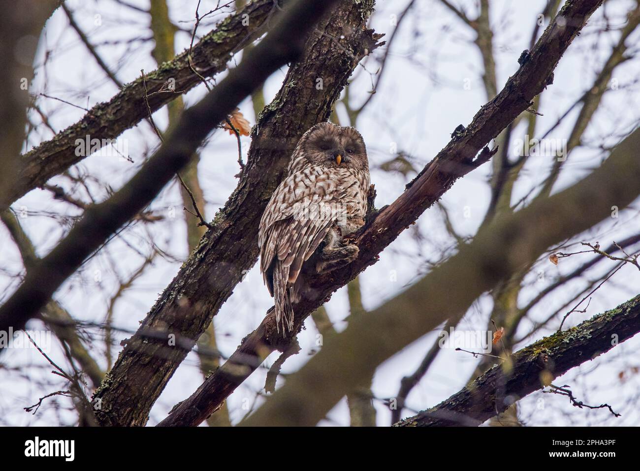 Bird of prey (Strix aluco) with a captured rabbit sits on a tree branch ...