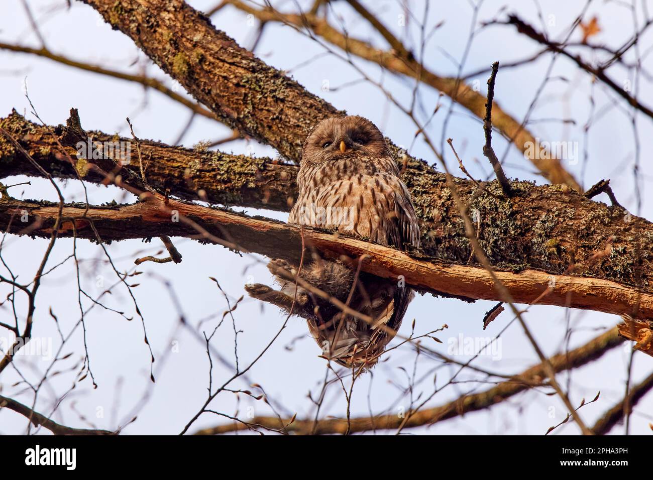 Bird of prey (Strix aluco) with a captured rabbit sits on a tree branch ...